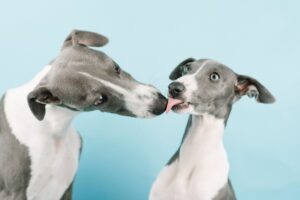 26 Exceptional Whippet Mix Breeds: An In-Depth Exploration
