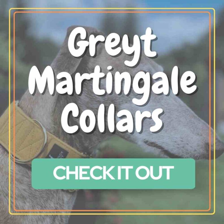 Whippet Colors: Vibrant Palette of Coats