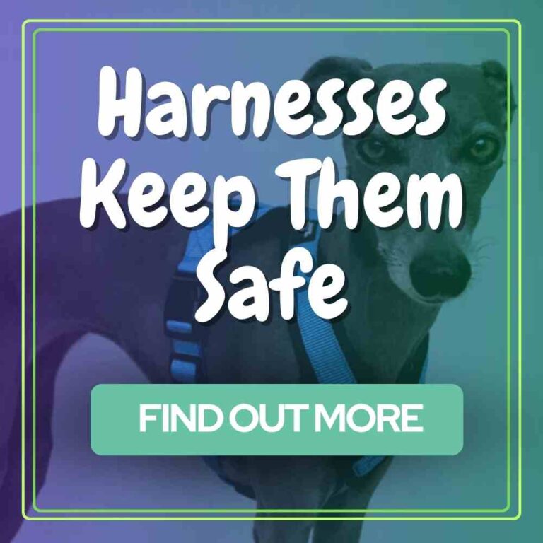 Whippet Colors: Vibrant Palette of Coats