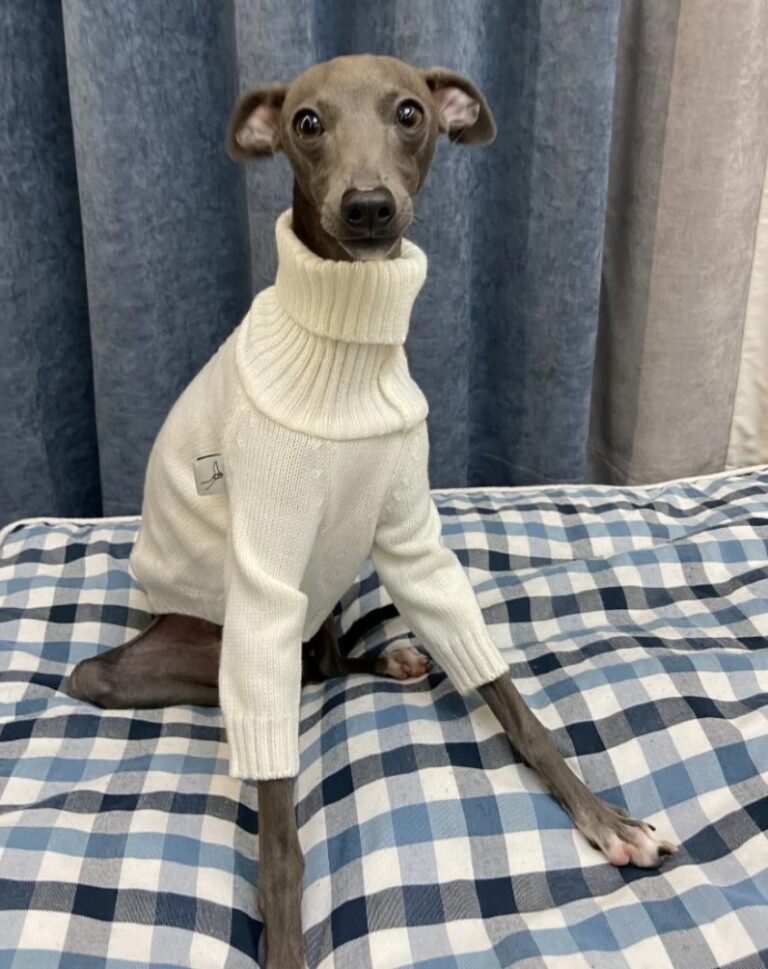 Italian Greyhound Health Issues: Problems You Need To Know