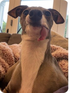 Jenna Marbles' Italian Greyhound Kermit