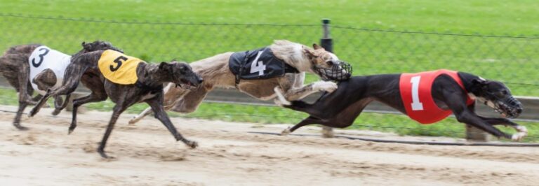 How Do I Find My Greyhound's Racing History? A-Z Guide