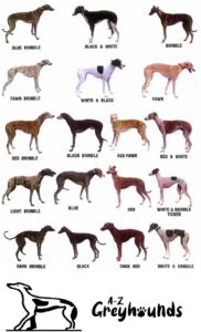 Greyhound Colors: Beautiful Spectrum of Coats
