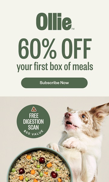 Galgo vs Greyhound: Key Differences