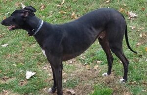 Overweight Greyhounds: Managing Fat and Obesity