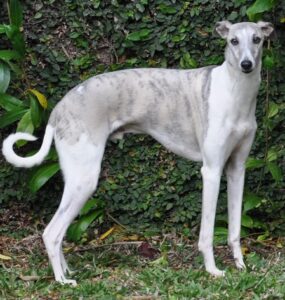 Whippet Colors: Vibrant Palette of Coats
