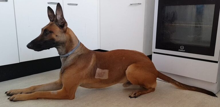 Greyhound Malinois Mix: Large & Lean