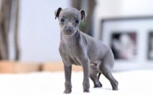 Teacup Italian Greyhound: What Is It?