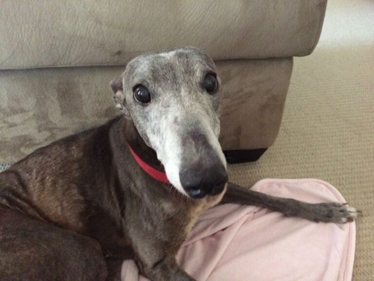 What to Watch for When Your Greyhound Gets Older: How to Care