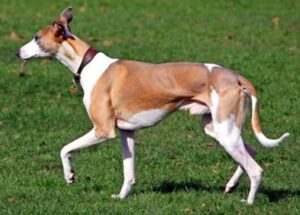 Whippet Anatomy: Complete A-Z Guide