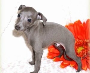 Teacup Italian Greyhound: What Is It?