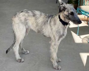 Irish Wolfhound Greyhound Mix: Grace and Strength