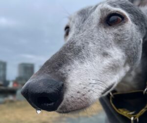 Why Do Greyhounds' Nose Drip: Causes and Solutions
