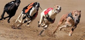 How Do I Find My Greyhound's Racing History? A-Z Guide