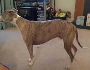 Whippet Health Issues: Problems You Need to Know
