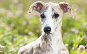 Whippet Colors: Vibrant Palette of Coats