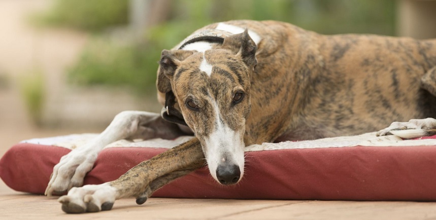 Greyhound Snout: A Sleek Feature