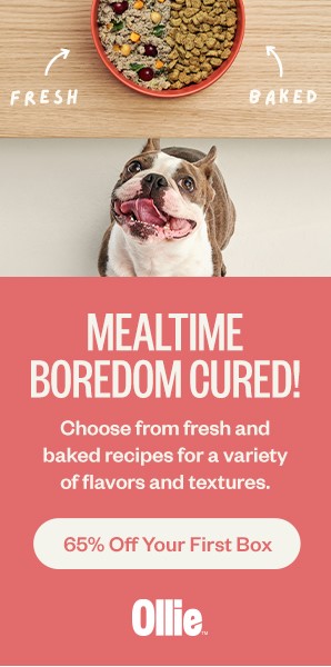 Greyhound Nails: Health, Care and Trimming Guide