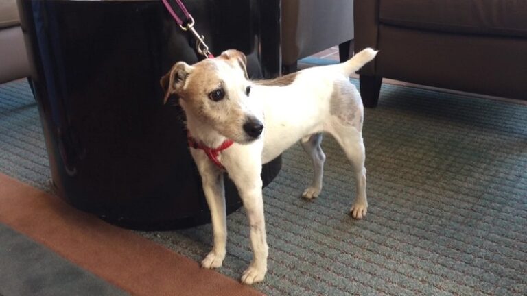 Jack Russell Whippet Mix: Playful and Energetic Cross