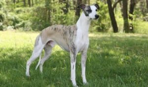 Whippet Anatomy: Complete A-Z Guide