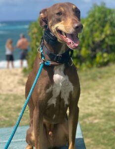 26 Exceptional Whippet Mix Breeds: An In-Depth Exploration