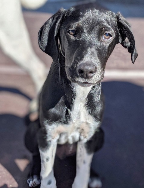 26 Exceptional Whippet Mix Breeds An In Depth Exploration 26 Exceptional Whippet Mix Breeds An In Depth Exploration